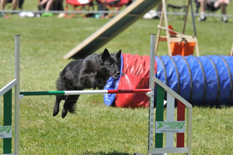 Agility stock photo. Image of grass, action, groenendael - 25044654