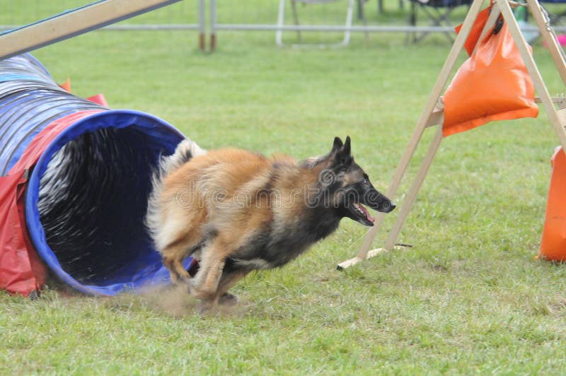 Agility stock image. Image of action, large, domesticated - 25073687