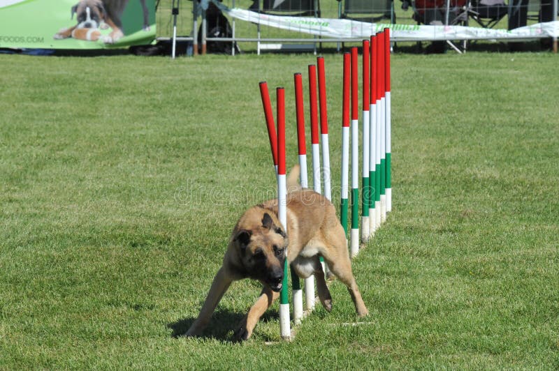 Boxer dog champion editorial stock image. Image of breeder - 12465739