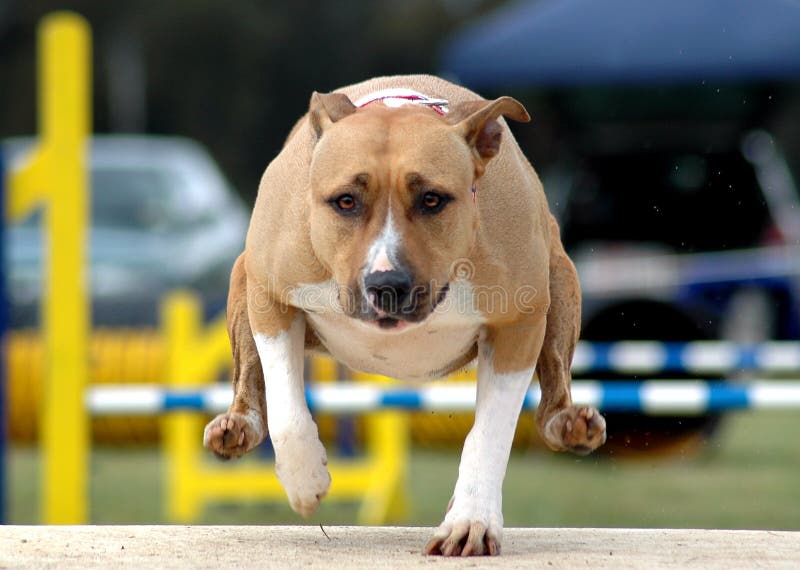 Agility Amstaff stock image. Image of trained, agility - 8500433
