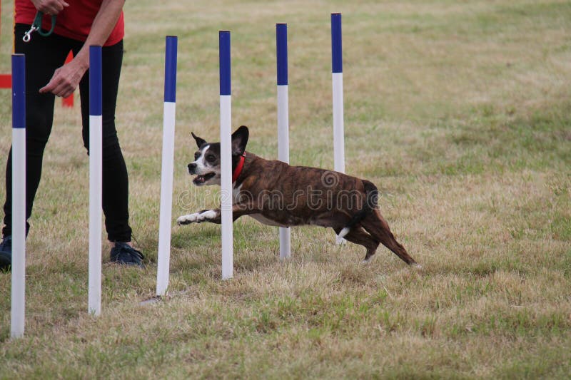 Agility Course. stock photo. Image of carnivore, plant - 353517790