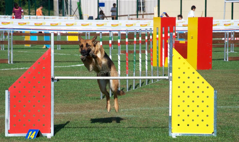 Agility Dog editorial photo. Image of cute, expressione - 19500326