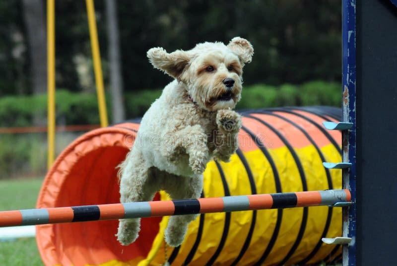 Agility dog stock photo. Image of zone, agile, english - 8765380