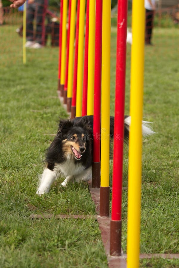 Excited Agility Dog Jumping Editorial Image - Image of animal, domestic ...