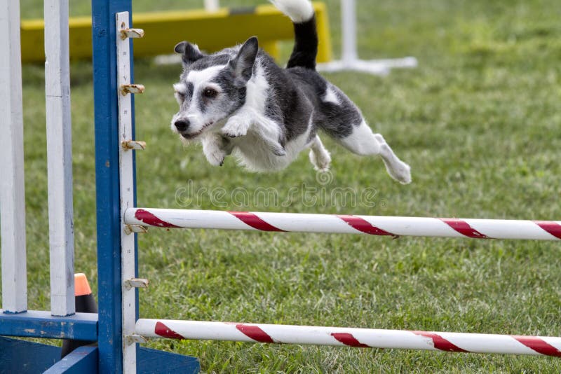 Dog Agility stock photo. Image of affectionate, doggy - 31629262