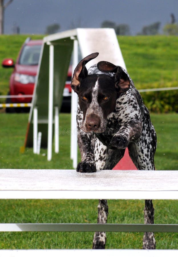 Agility dog on pause table stock photo. Image of pause - 8682822