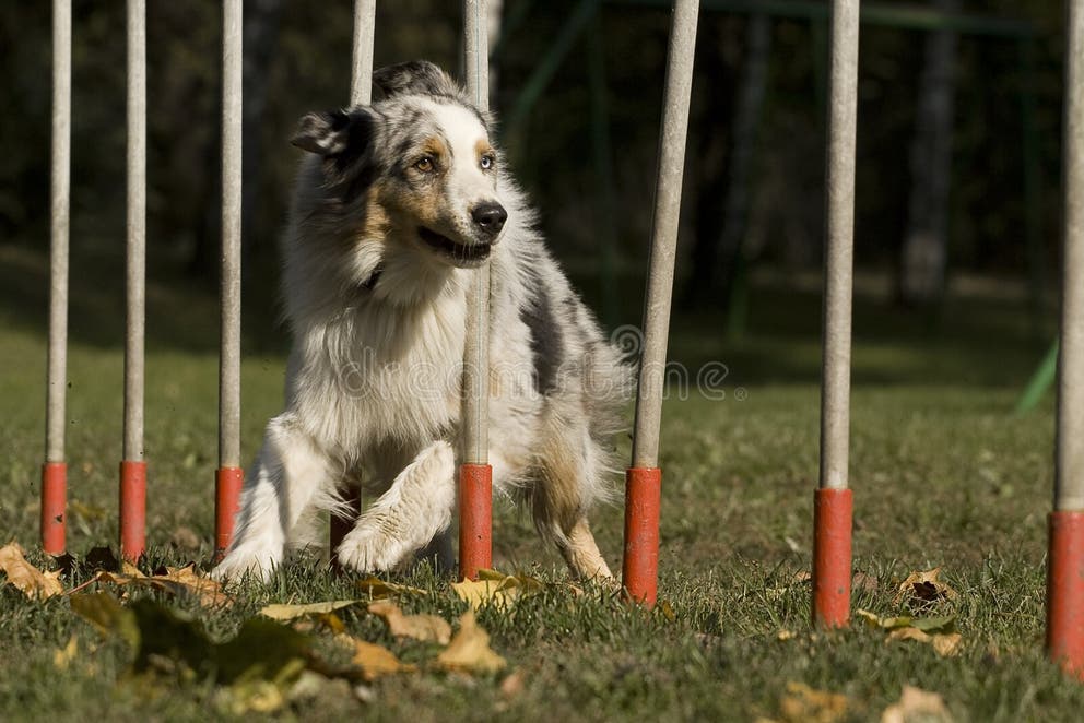 Agility - Dog Skill Competition. Stock Image - Image of speed, agility ...