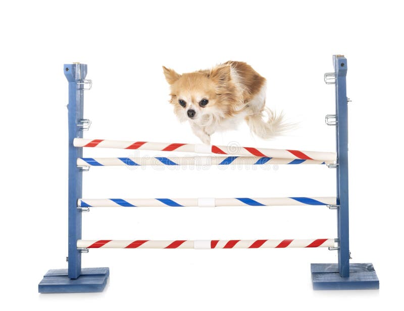 Agility and little dog stock image. Image of jumping - 146891791