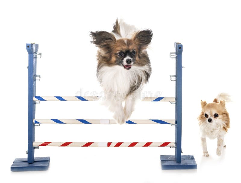 Agility and little dog stock image. Image of jumping - 146891791