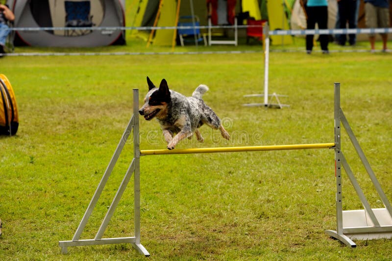 Agility training stock image. Image of fast, alertness - 25926657