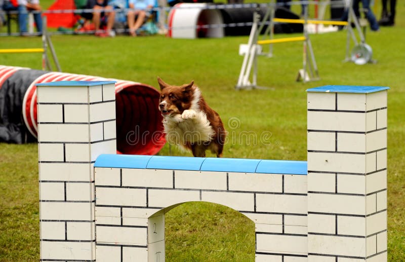 Agility training stock image. Image of obedience, pedigree - 25878687