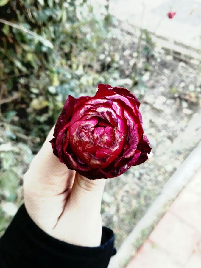 Aging stock image. Image of aged, aging, fall, rose, winter - 81397143