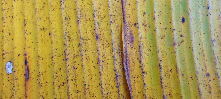 stock image. Image of leaf, yellow, banana, texture - 388127479