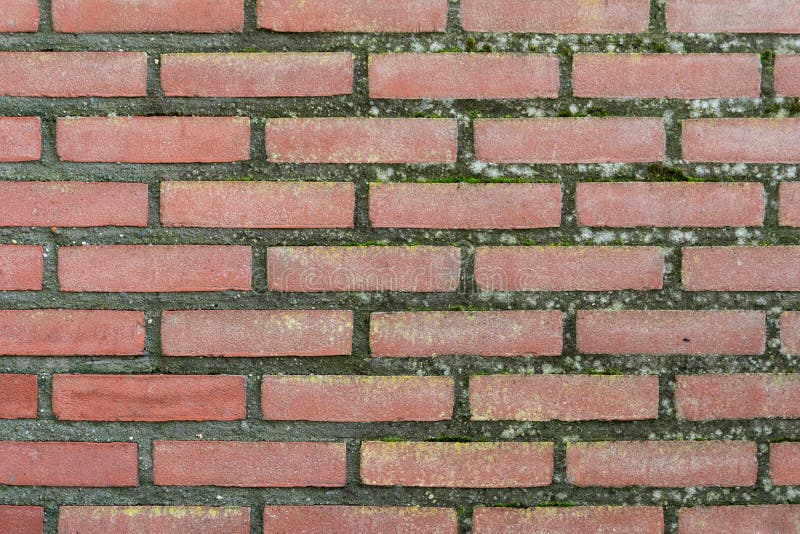 Aging Brick Wall Covered in Moss Stock Image - Image of level, obsolete ...