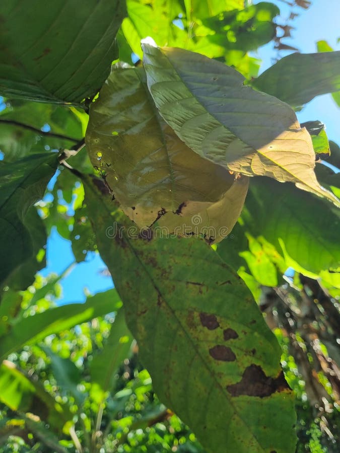 Aging brown tree leaves stock photo. Image of nature - 276470768