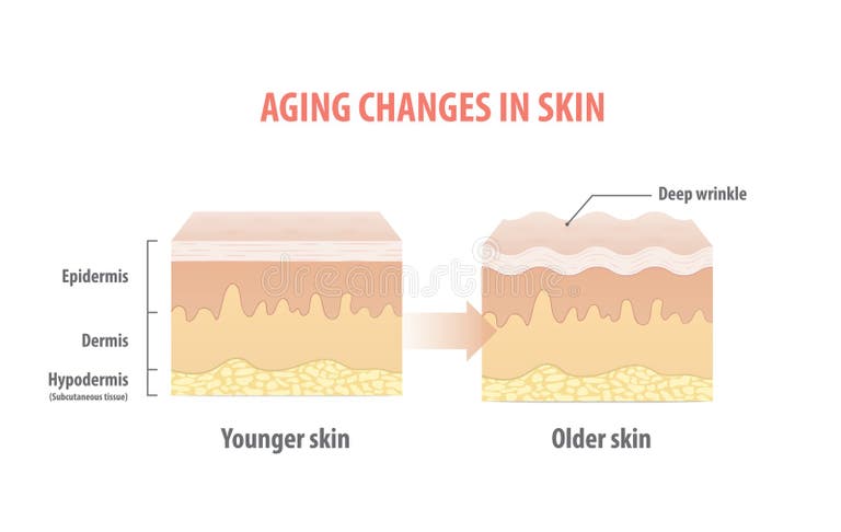 Skin Illustration Stock Illustrations – 454,818 Skin Illustration Stock ...