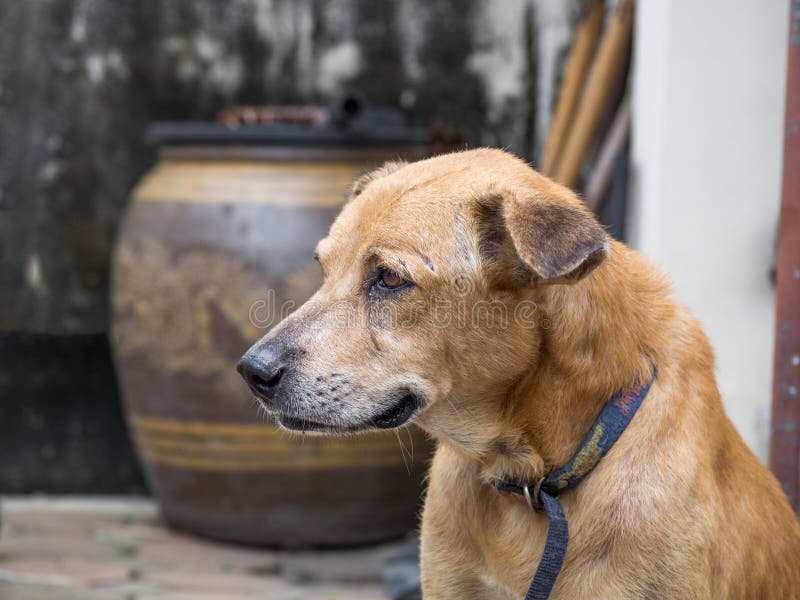 Aging Dog Looking Sad because of Sick and Lack of Treatment Stock Photo ...