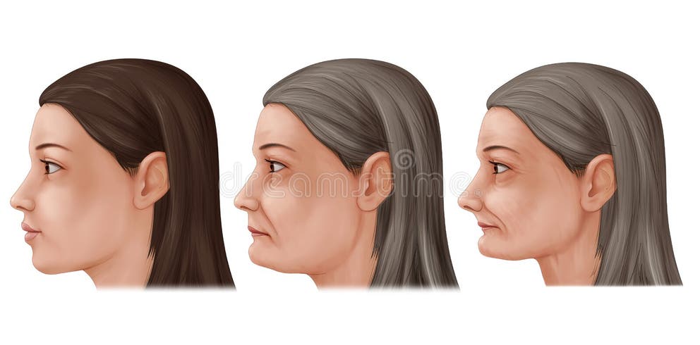 Face Bone Aging Stock Illustrations – 49 Face Bone Aging Stock ...