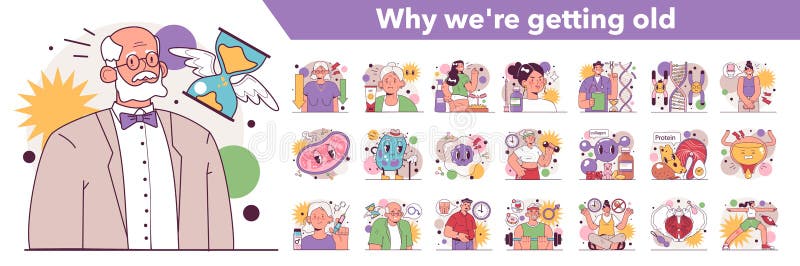 Aging Changes in the Human Heart. Adult and Senior Heart Comparing ...