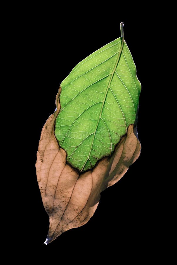 Aging green leaf on black stock image. Image of contrast - 3320147