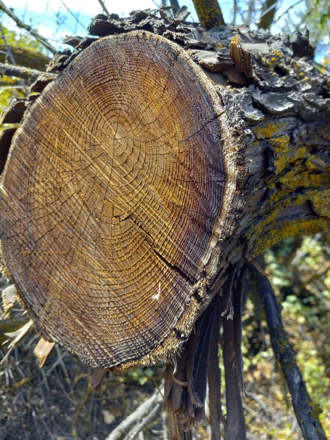 Aging& x27; Log Trunk stock photo. Image of forest - 254420888