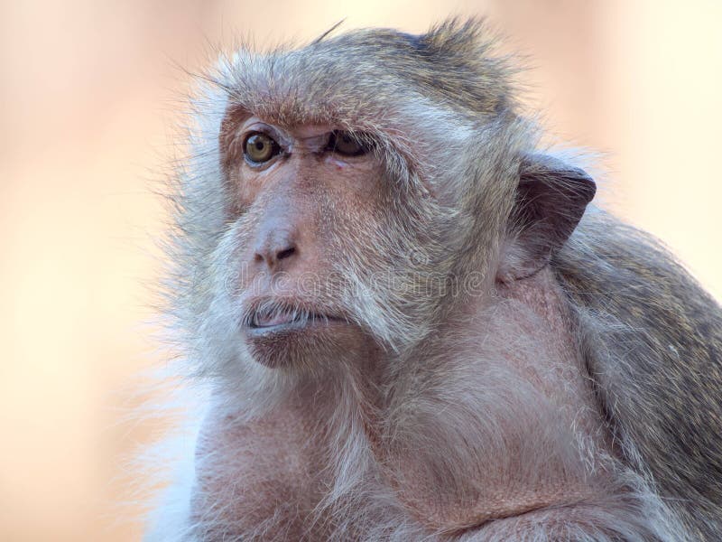 Aging, a macaque monkey stock photo. Image of face, cambodia - 276900742
