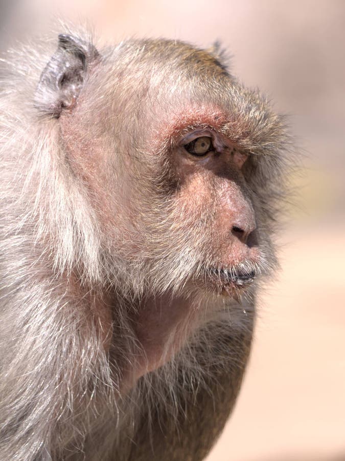 Aging, a macaque monkey stock photo. Image of monkey - 276900784