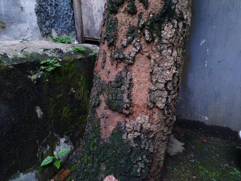 Aging mango tree stock photo. Image of soil, wall, woodland - 209987616