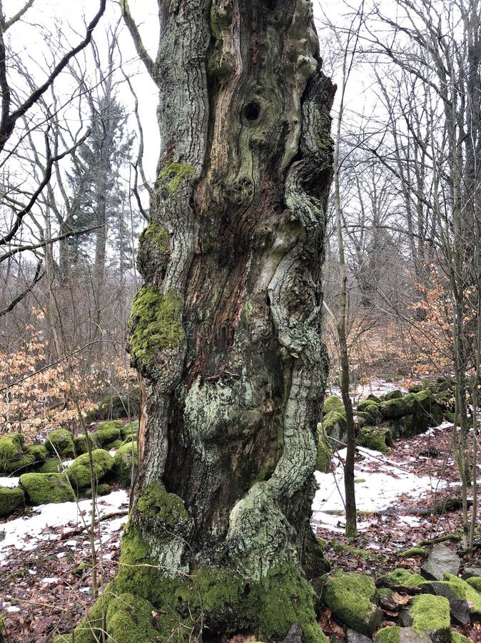 Aging nature stock photo. Image of forest, trunk, stem - 114169730
