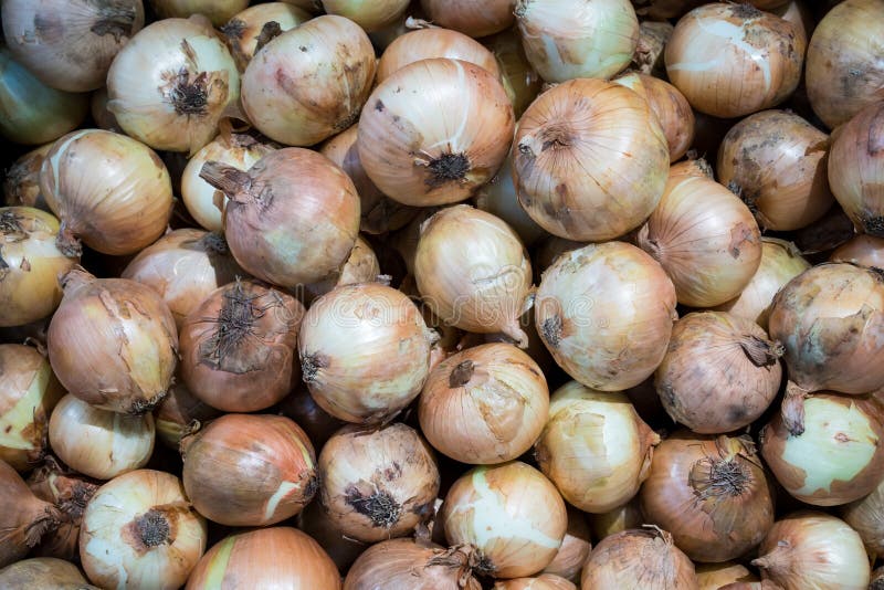 Moldy Onions With Green Sprouts. Never Give Up Stock Photo - Image of ...