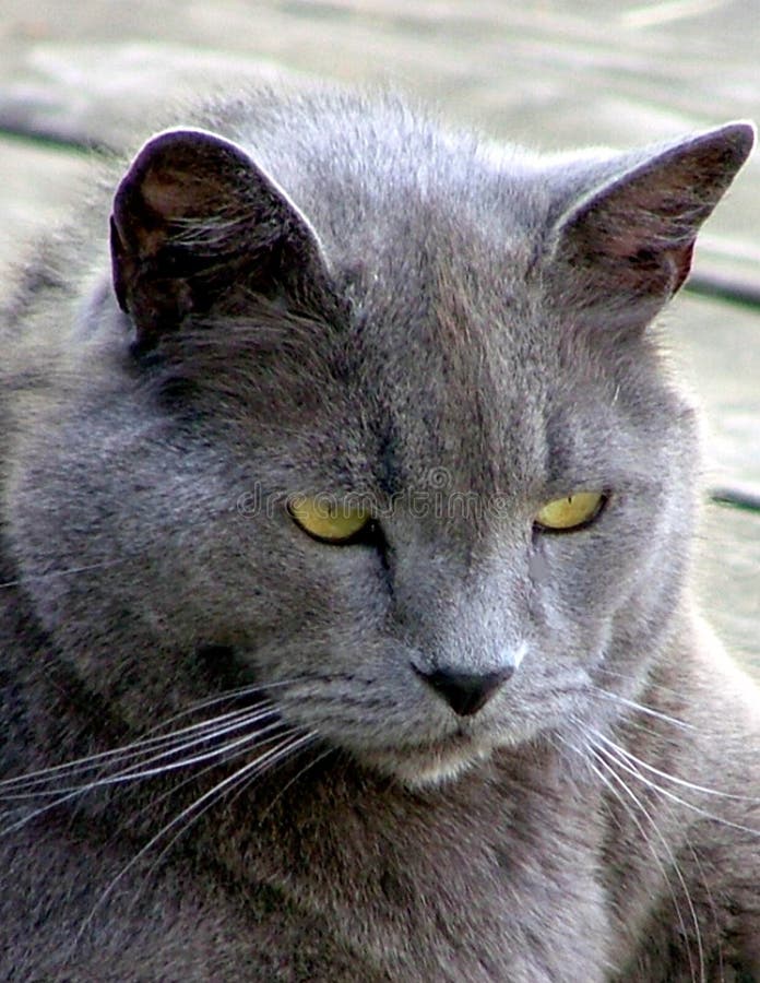 Aging Russian Blue Cat Stock Photos - Free & Royalty-Free Stock Photos ...