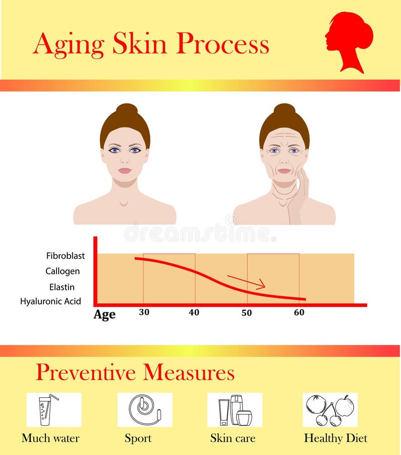 Skin Aging Diagrams. Young Skin is Firm Tight, Its Collagen Vector ...