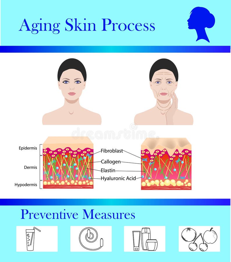 Skin Aging Diagrams. Young Skin is Firm Tight, Its Collagen Vector ...
