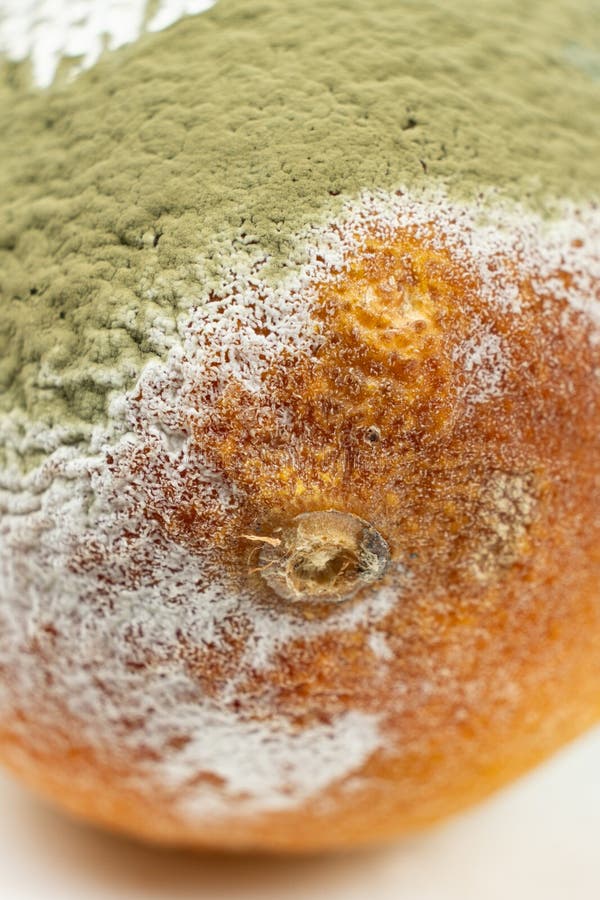 Aging Spoiled Lemon Mold Growth Stock Photos - Free & Royalty-Free ...
