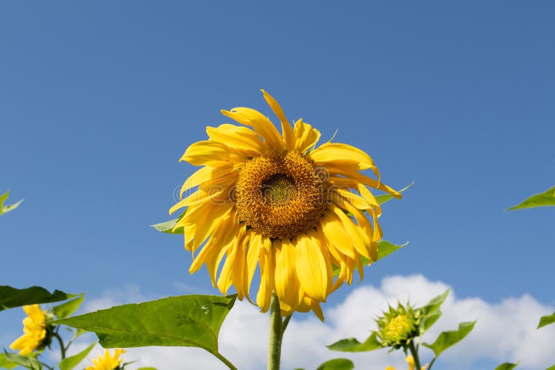 An Aging Sunflower Standing Tall on a Sunny Day Stock Photo - Image of ...
