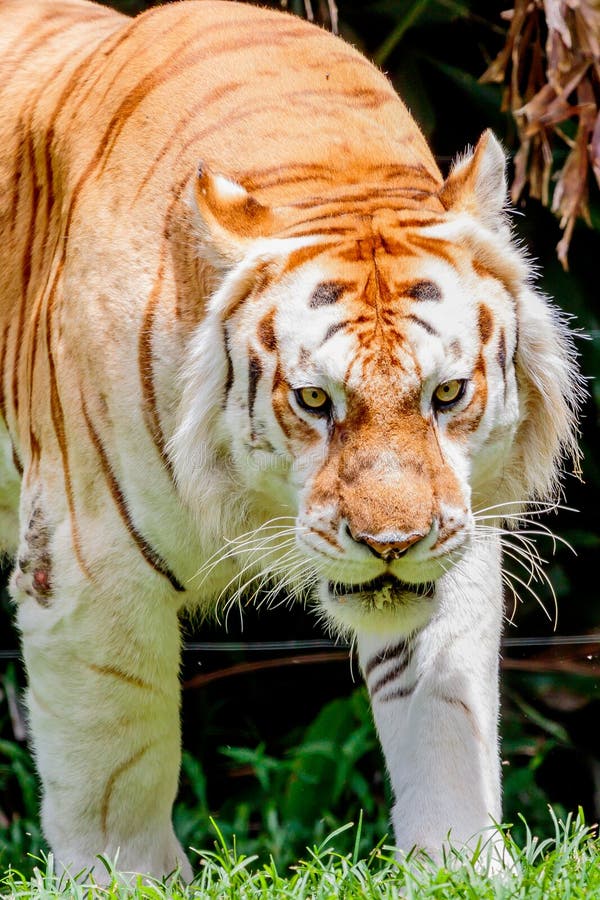 Aging Tiger stock photo. Image of asian, tiger, wild - 64004022
