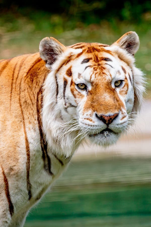 Aging Tiger stock image. Image of orange, malayan, sumatran - 64004273