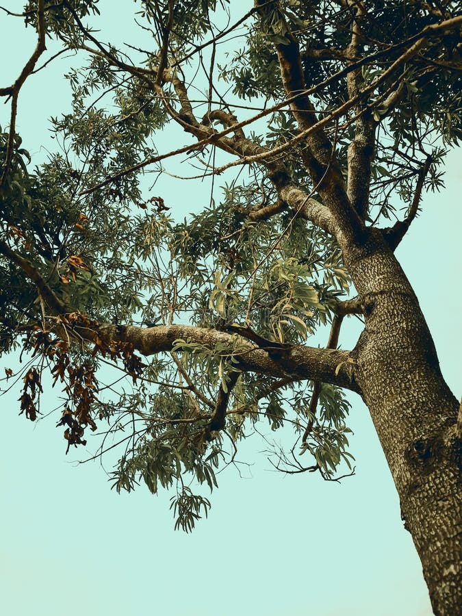 Aging Tree Picture. Image: 5555629