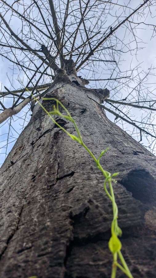 An Aging Tree, Taken from Below, Natural Concept Stock Photo - Image of ...