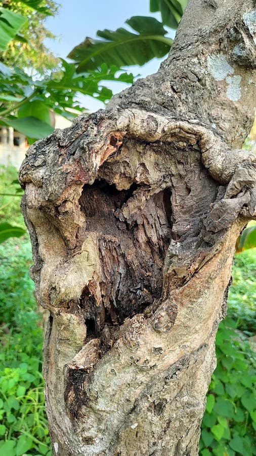 Aging Trees Result in Black Erosion of Trees that Have Been Cut Down ...