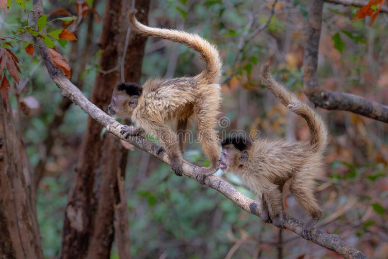Agitated Pair of Capuchin Monkeys Stock Image - Image of capuchin ...