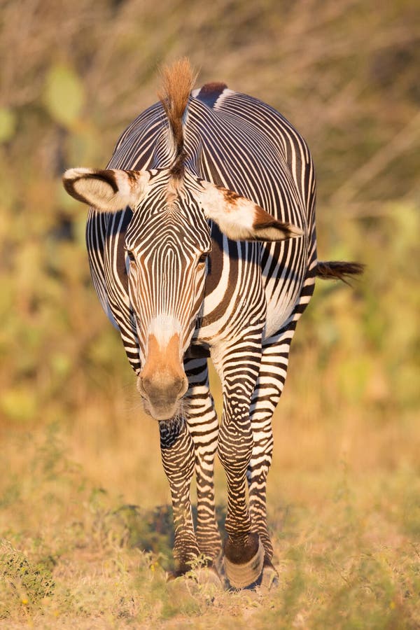 Portrait of Agitated Funny Young Brunette Blue Eyes Pinup Woman with ...