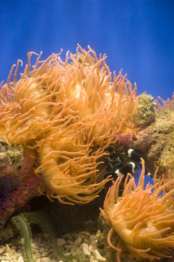 Aglae stock photo. Image of underwater, deep, water, jellyfish - 38561314