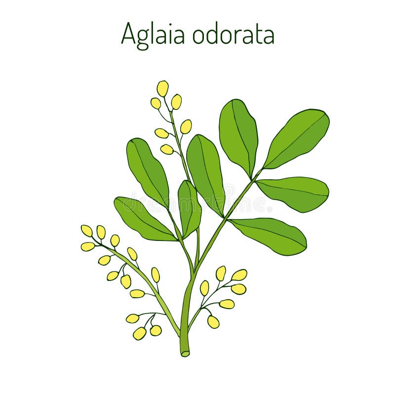 Aglaia Odorata, Medicinal Plant Stock Vector - Illustration of natural ...