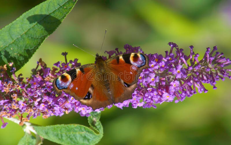 Aglais Io Butterfly Commonly Known As the Peacock Butterfly. Stock ...