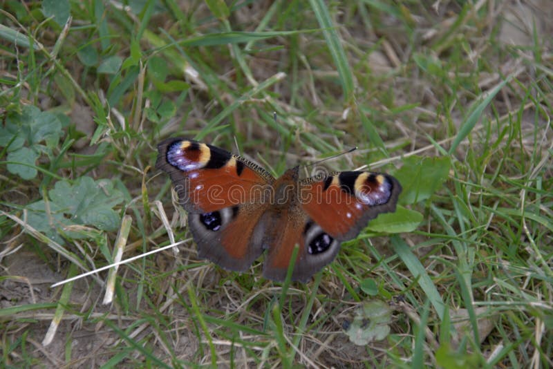 Aglais Io, Butterfly. Inachis Io Sits on the Ground with Open Wings ...