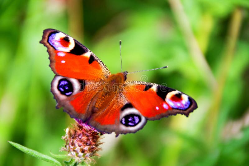 Aglais io Butterfly stock photo. Image of antennae, antenna - 42825452