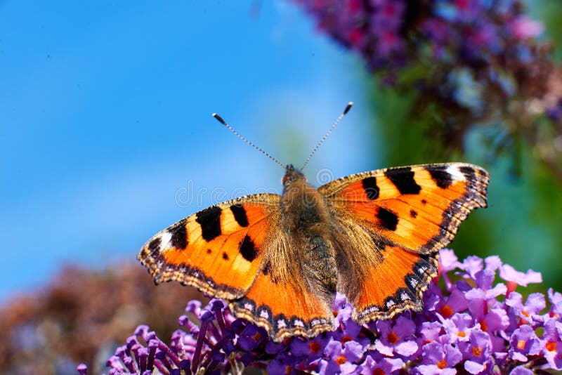Aglais urticae butterfly stock image. Image of bright - 91596031