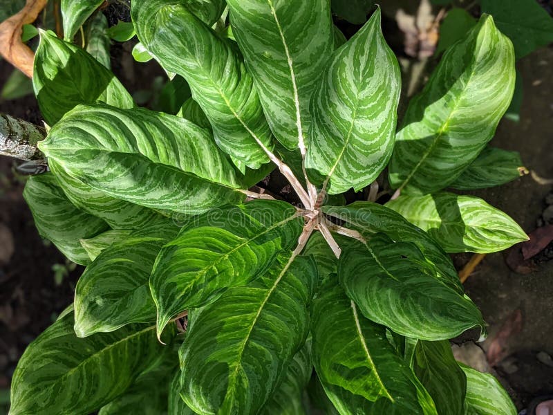 Aglaonema crispum forest stock photo. Image of vegetation - 240865448