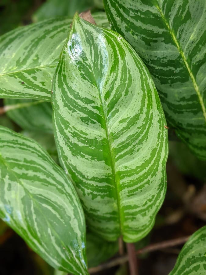 Aglaonema Crispum Forest Leaf Stock Image - Image of herb, petal: 240865441